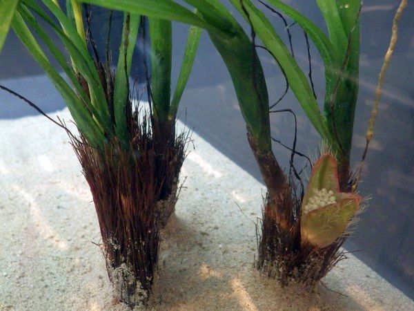 Broadblade Seagrass